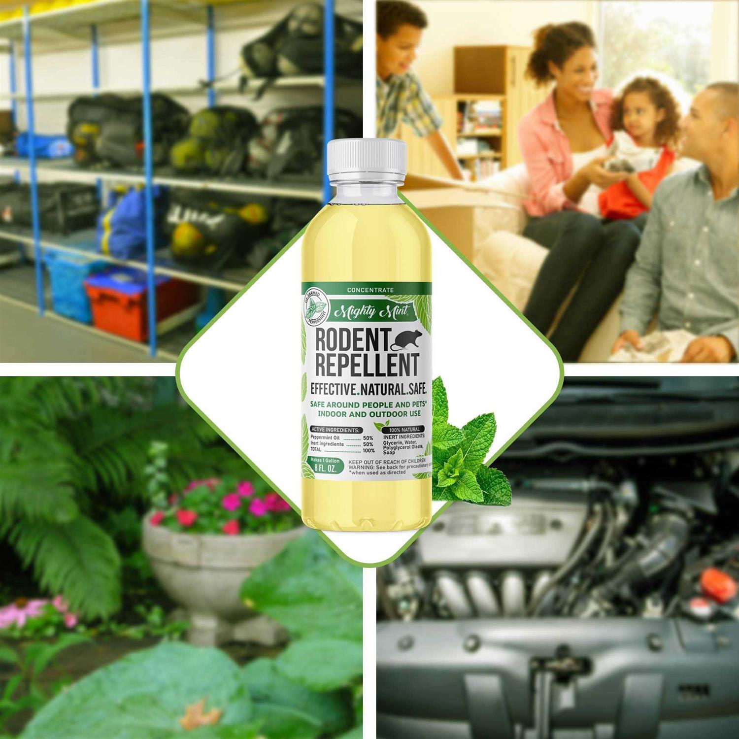 Mighty Mint Peppermint Concentrate Makes 1-Gallon Rodent Repellent ...