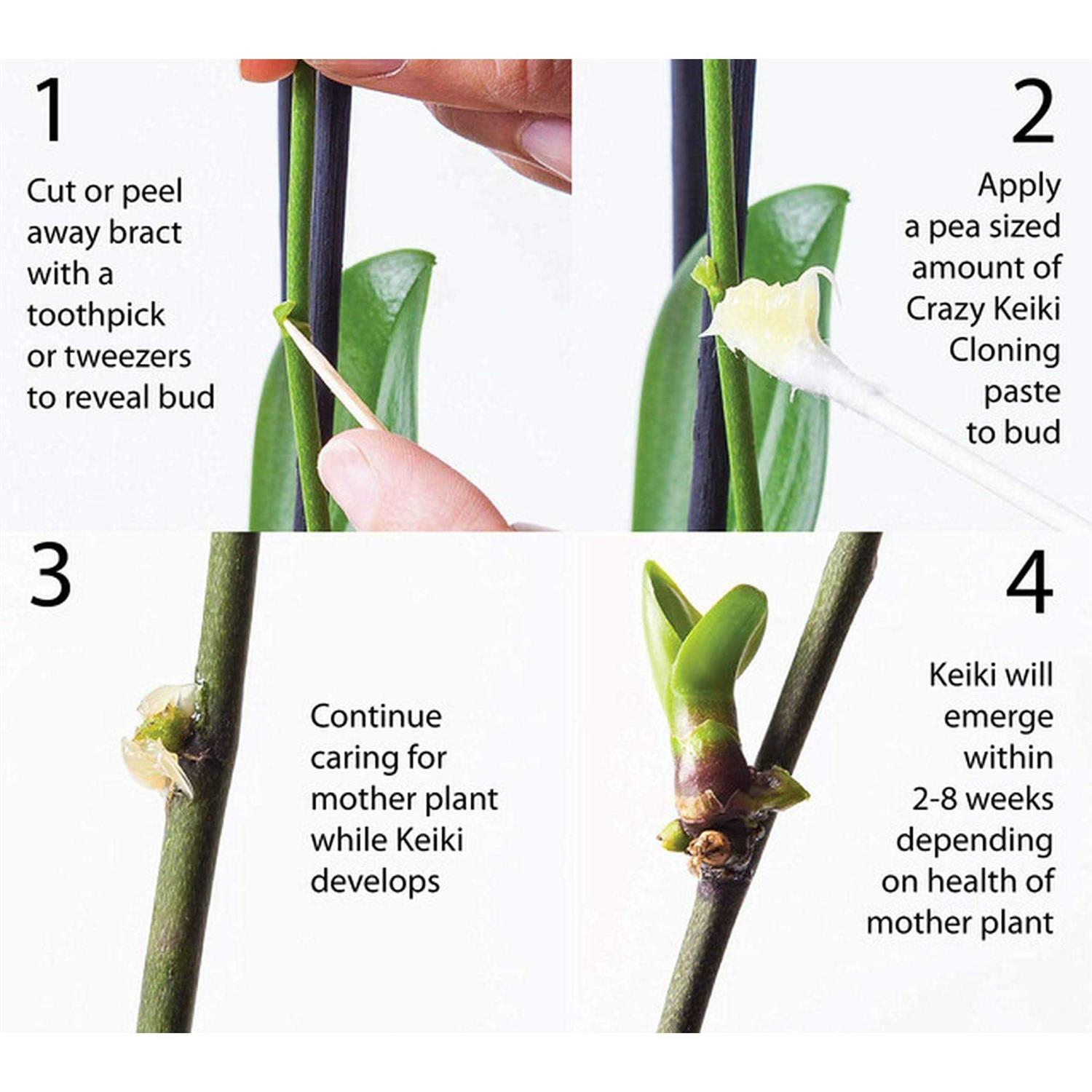 Southside Plants Crazy Keiki Cloning Paste - Home & Office Supplies on sale